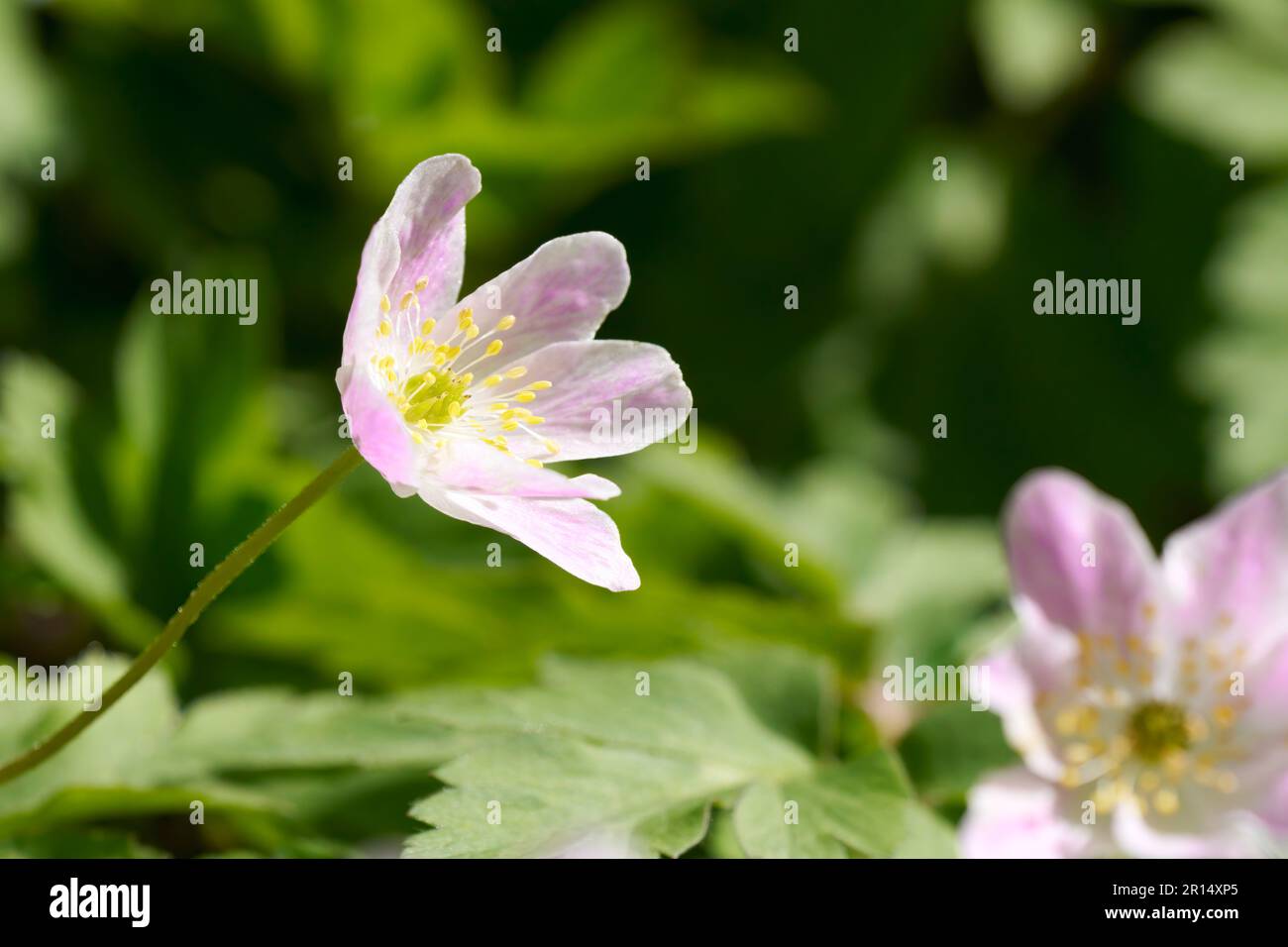 Side view closeup pink hi-res stock photography and images - Alamy