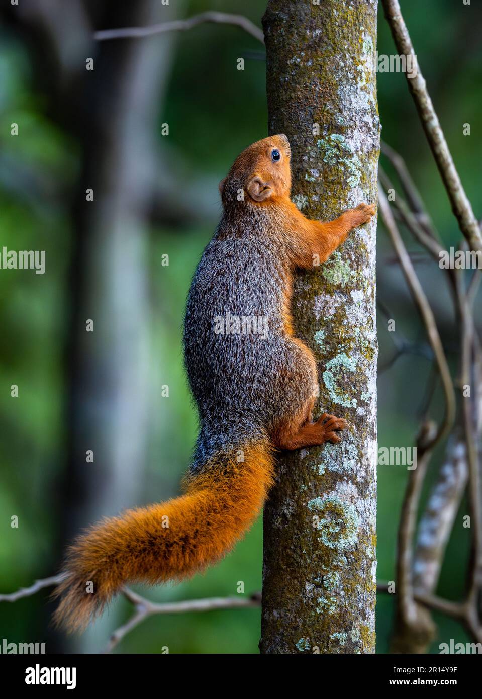 A Red Bush Squirrel (Paraxerus palliatus) climbing a tree. Kenya ...