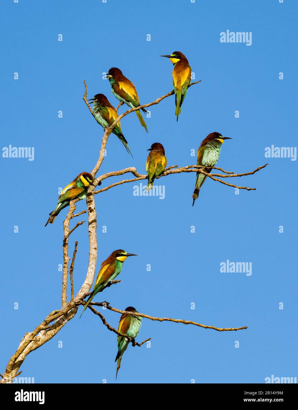 Colorful european birds hi-res stock photography and images - Alamy