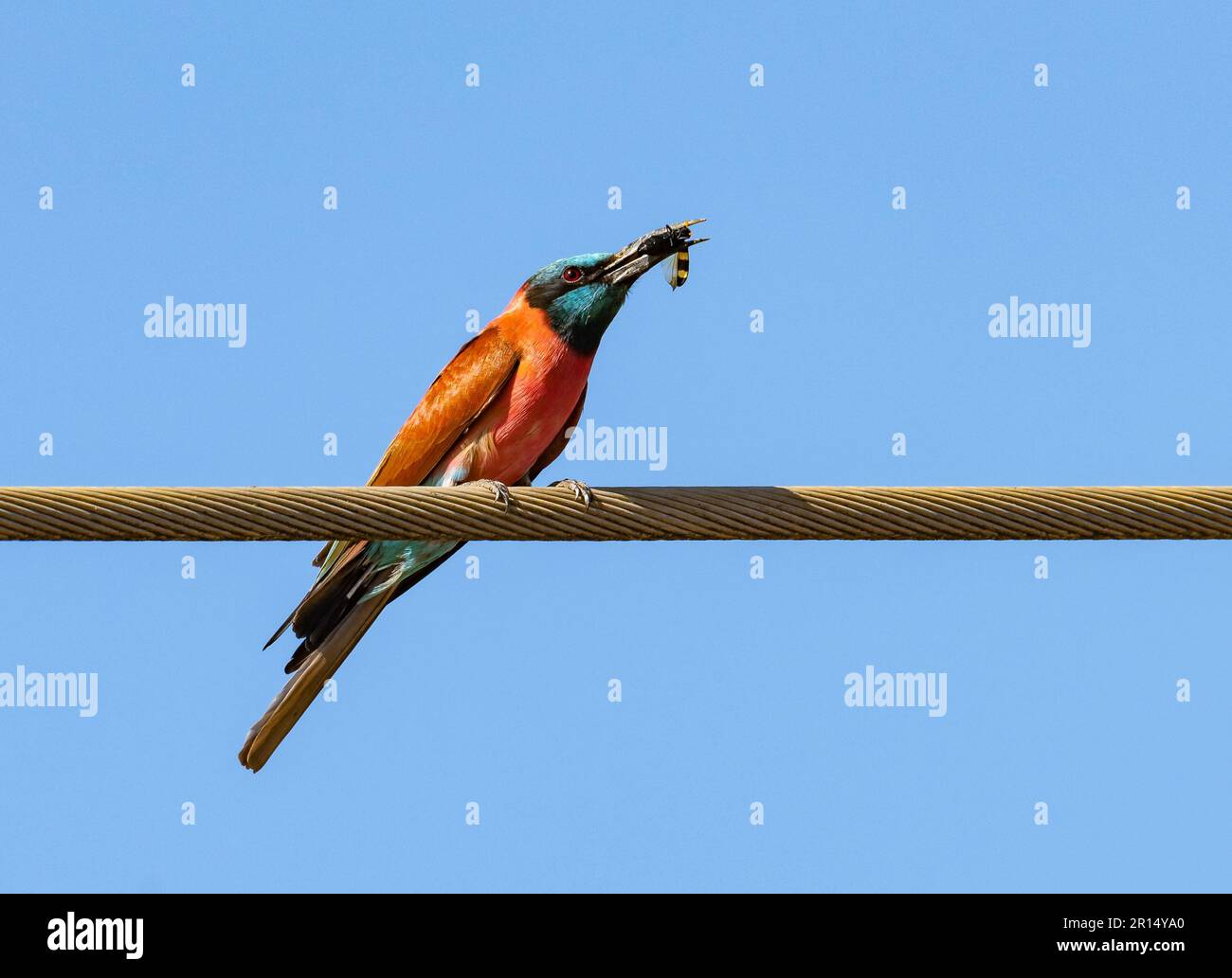 Insect of africa hi-res stock photography and images - Alamy