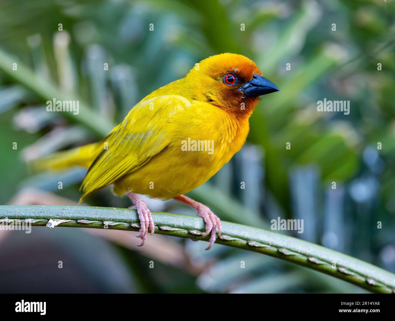 African weaver hi-res stock photography and images - Alamy