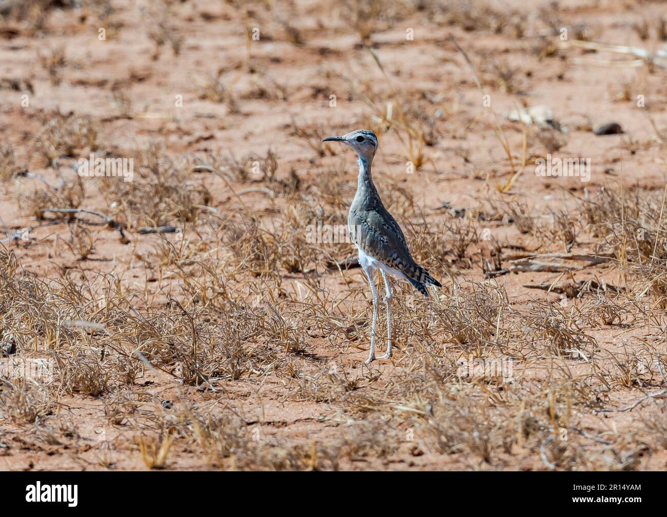 A Somali Courser (Cursorius somalensis) scanning arid desert. Kenya ...