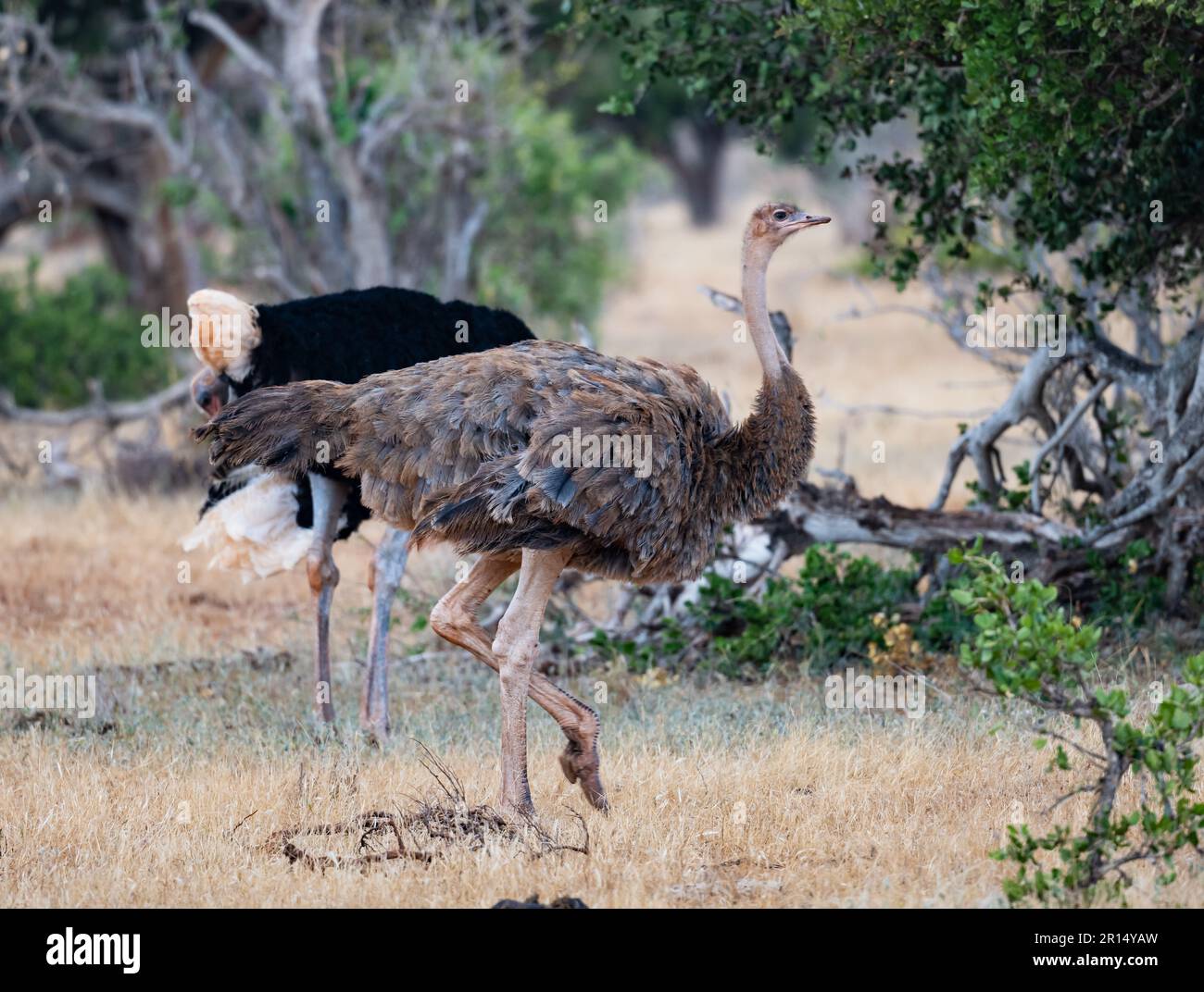 A pair Somali Ostriches (Struthio molybdophanes) in the bushes. Kenya ...
