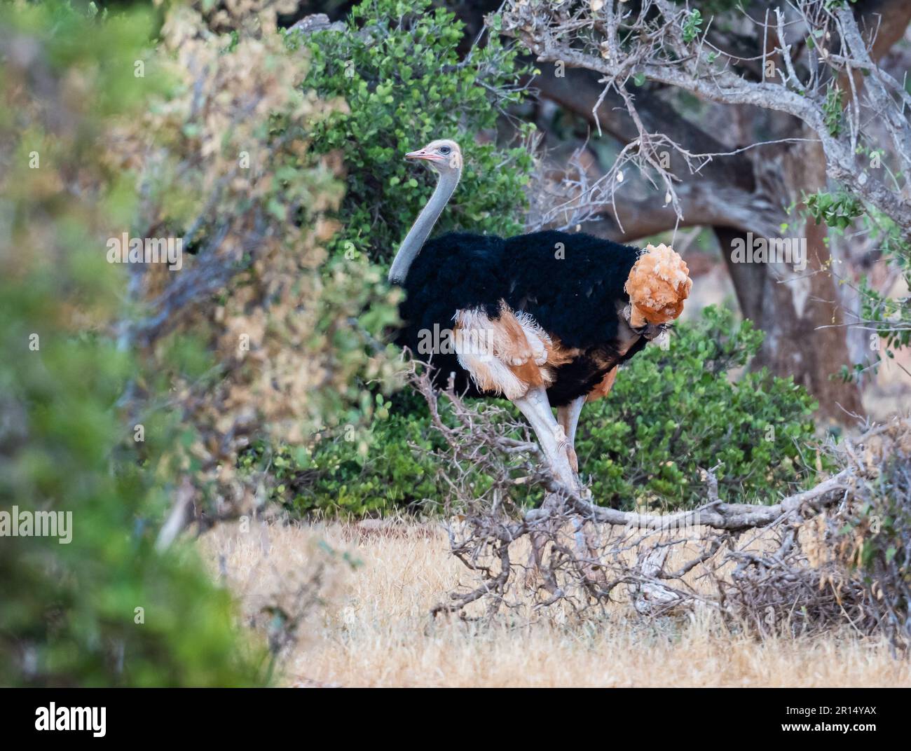 A male Somali Ostriches (Struthio molybdophanes) in the bushes. Kenya ...