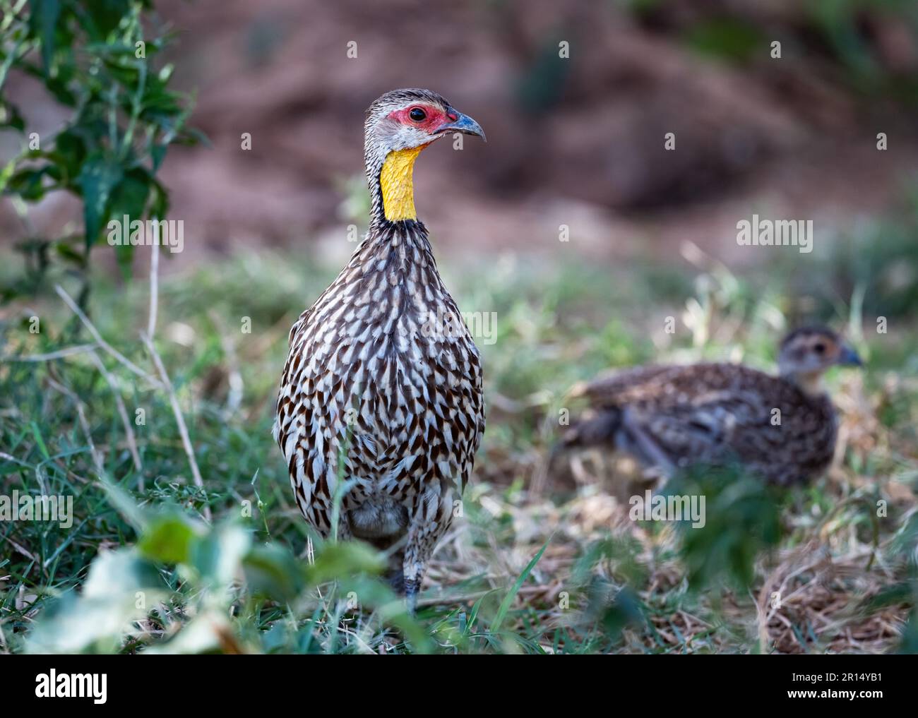 A Yellow-necked Spurfowl (Pternistis leucoscepus) walking in forest ...