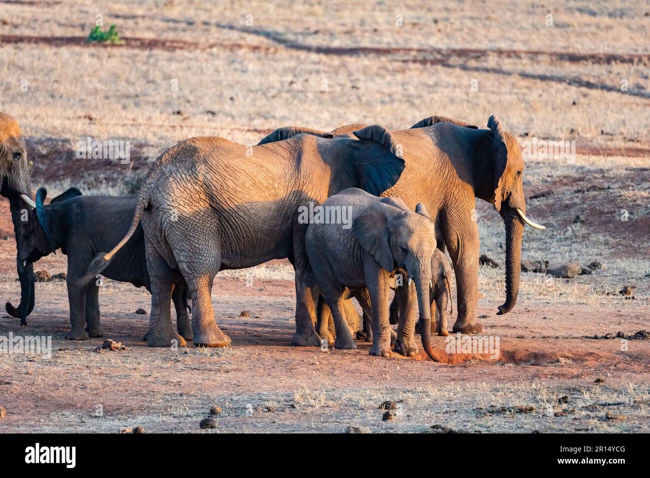 A family African Elephants (Loxodonta africana). Kenya, Africa Stock ...