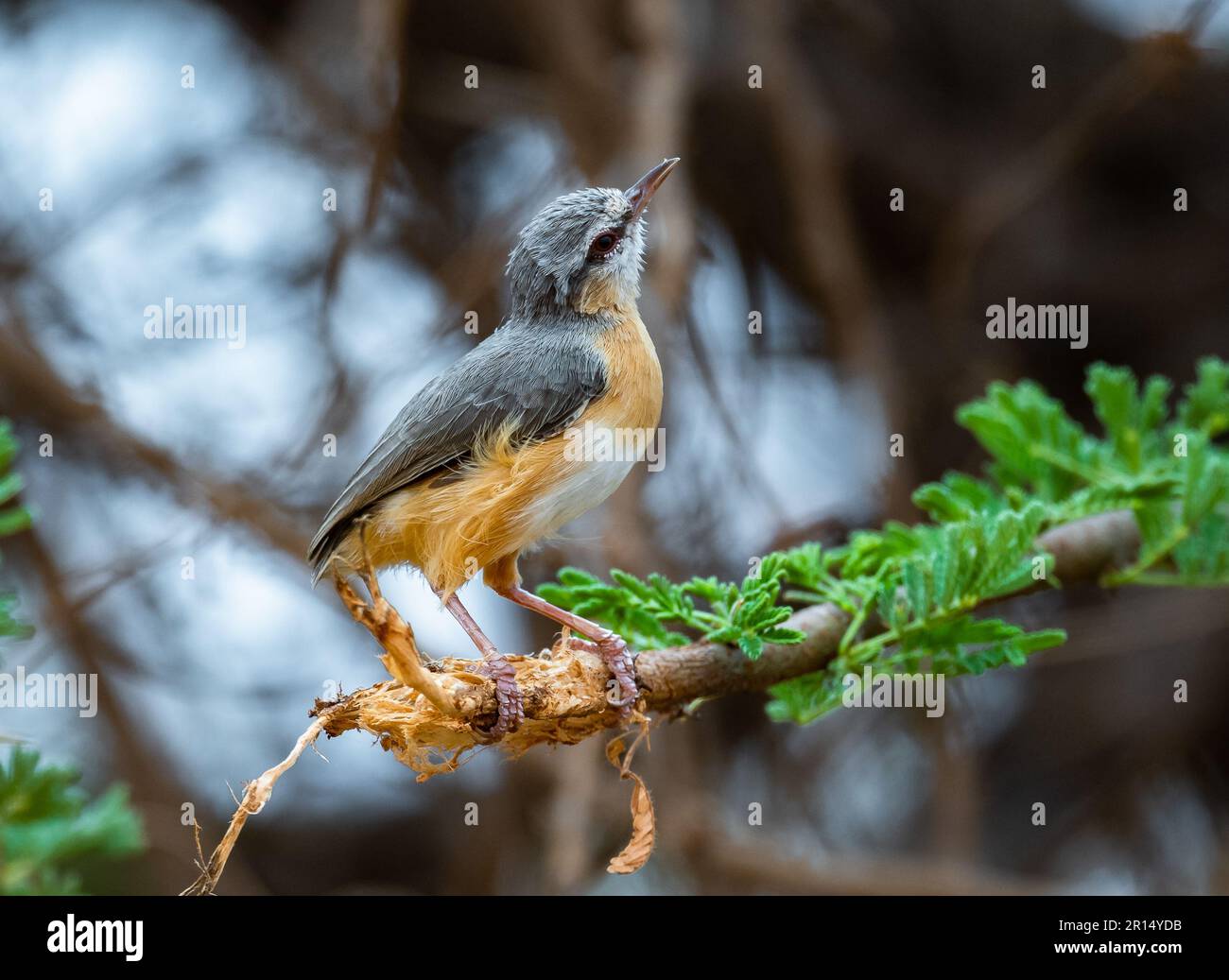 Sylvietta brachyura hi-res stock photography and images - Alamy