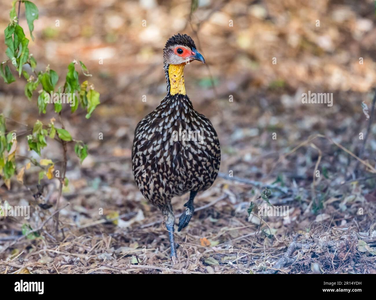 A Yellow-necked Spurfowl (Pternistis leucoscepus) walking in forest ...