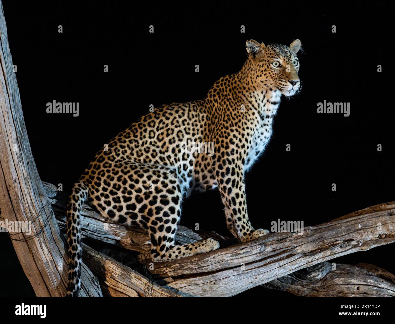 A wild Leopard (Panthera pardus) sitting on logs at night. Kenya ...