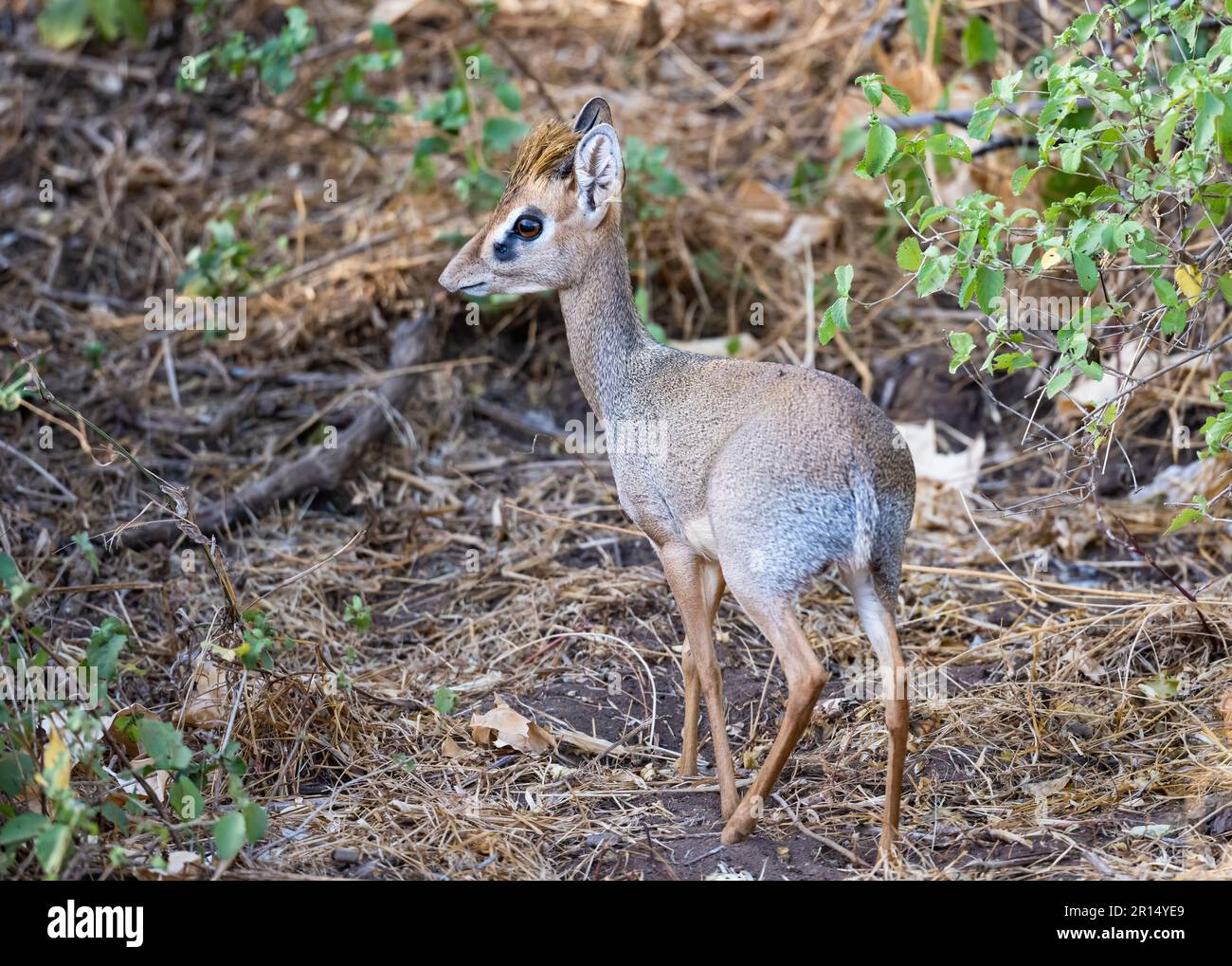 A Kirk's dik-dik (Madoqua kirkii) is a small antelope. Kenya, Africa Stock Photo - Alamy