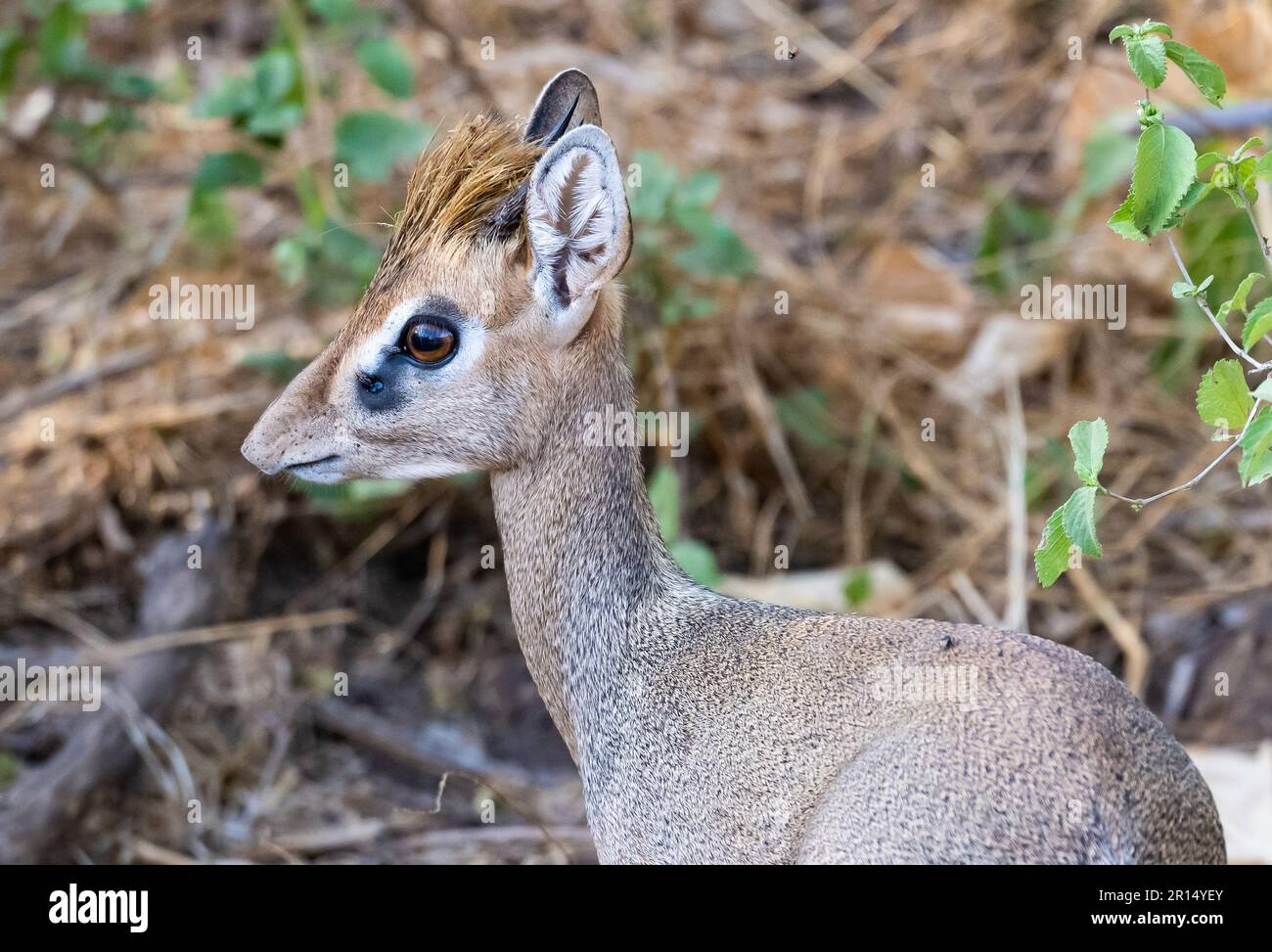 Close up head shot of a male Kirk's dik-dik (Madoqua kirkii). Kenya, Africa Stock Photo - Alamy