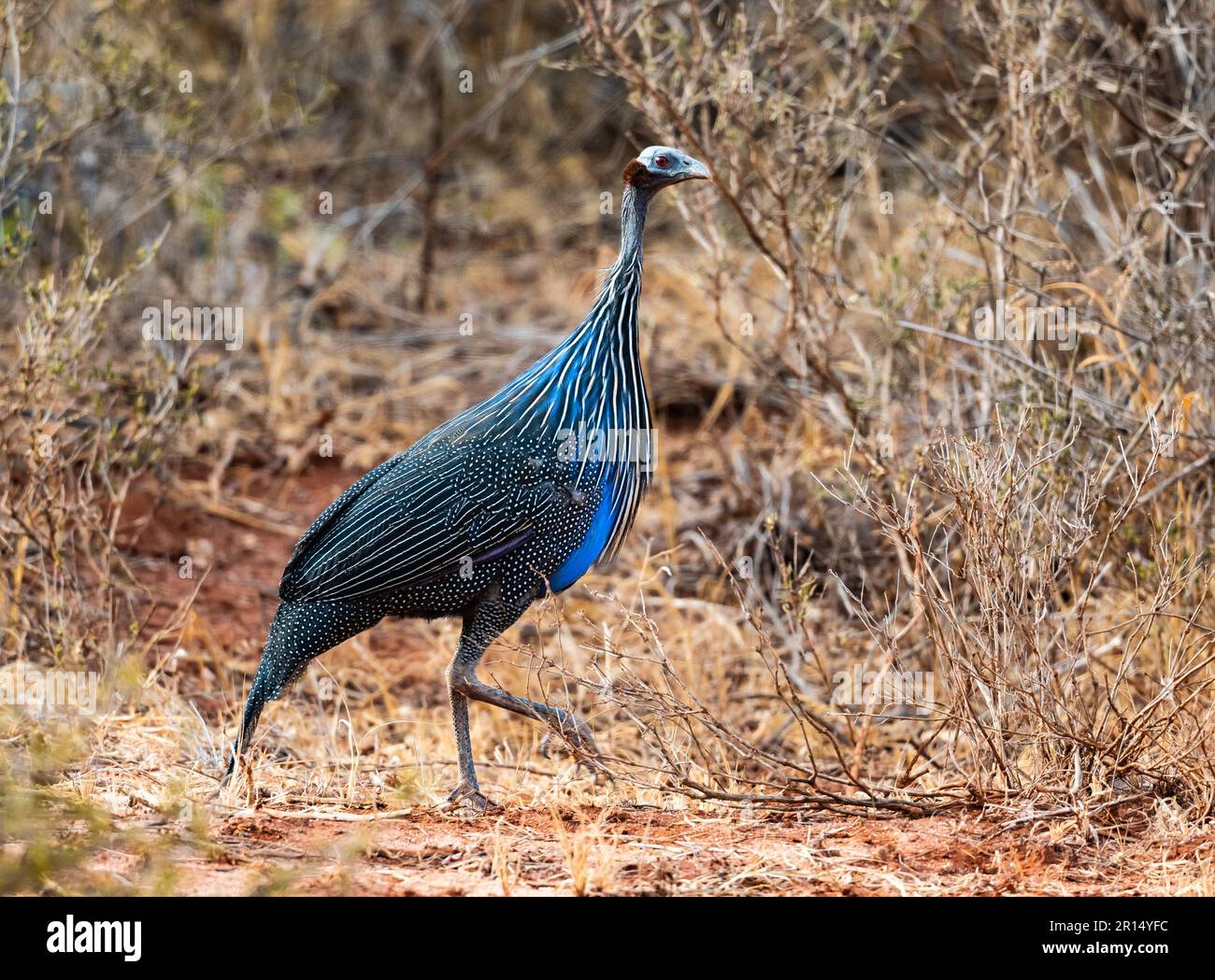 A Vulturine Guineafowl (Acryllium vulturinum) walking in the bushes ...