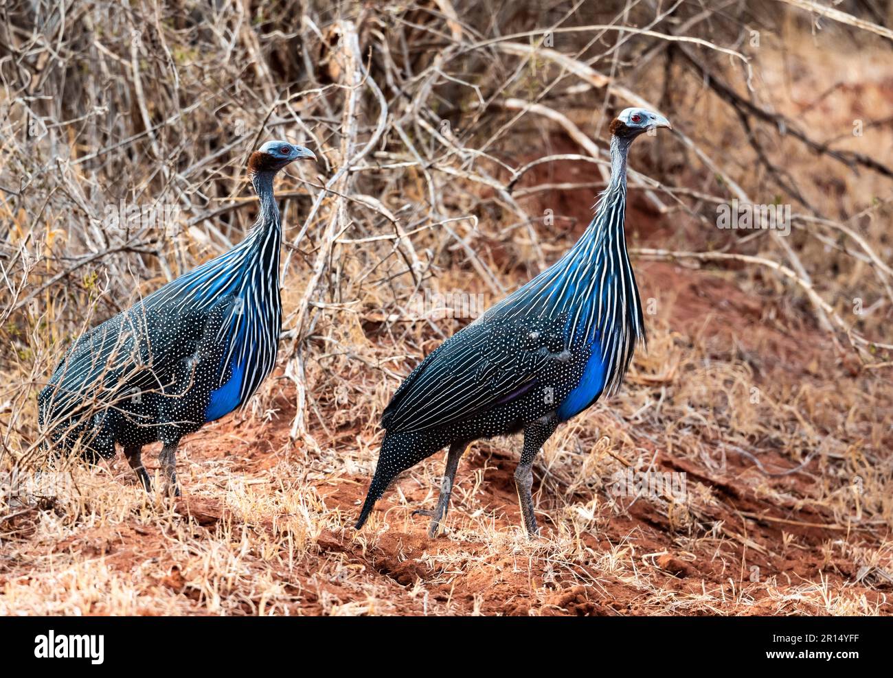Two Vulturine Guineafowls (Acryllium vulturinum) walking in the bushes ...