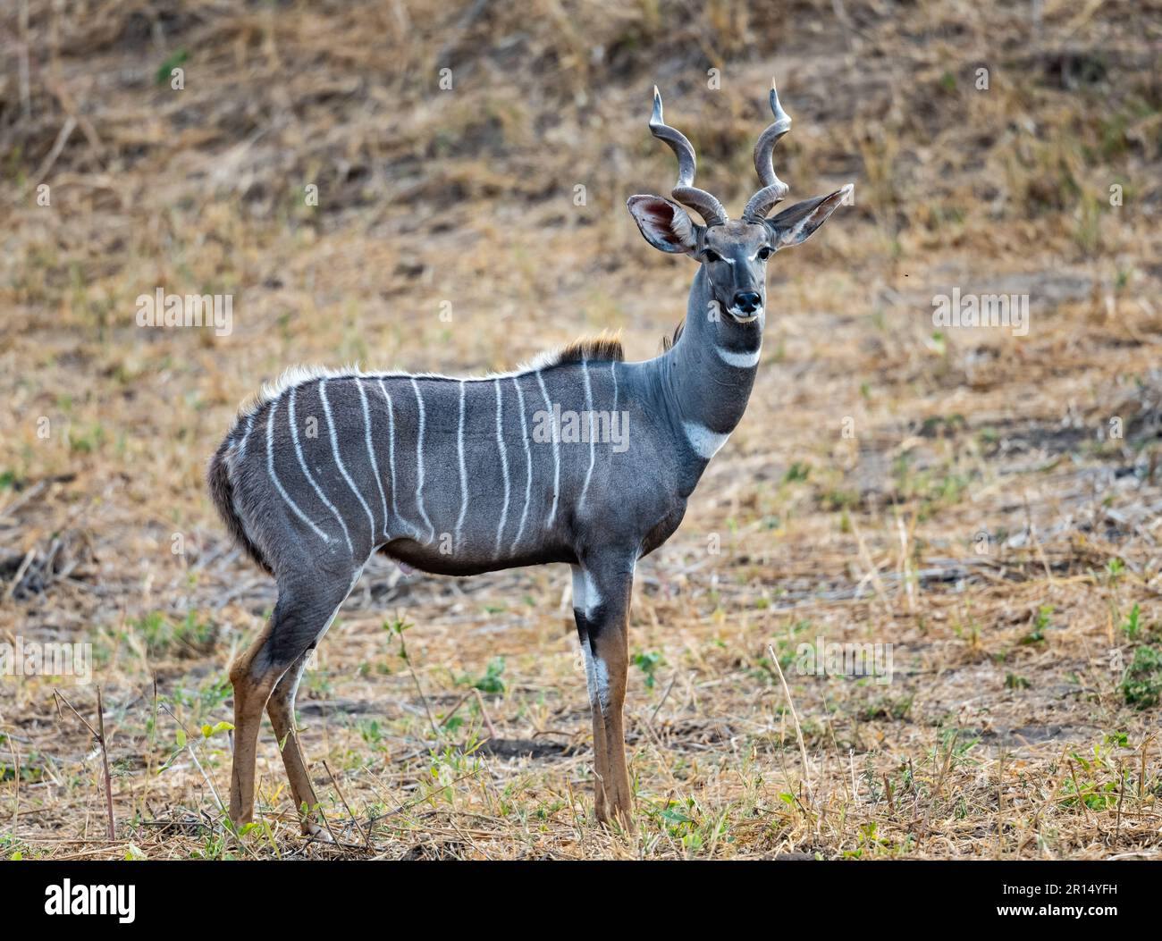 A male lesser kudu (Tragelaphus imberbis) in the wild. Kenya, Africa ...