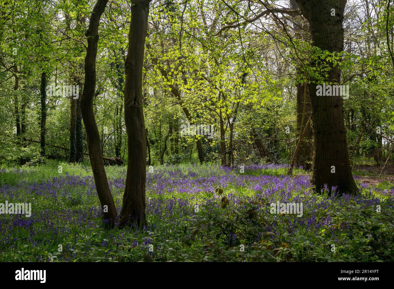 Bluebells in the woods, Suffolk, England Stock Photo - Alamy