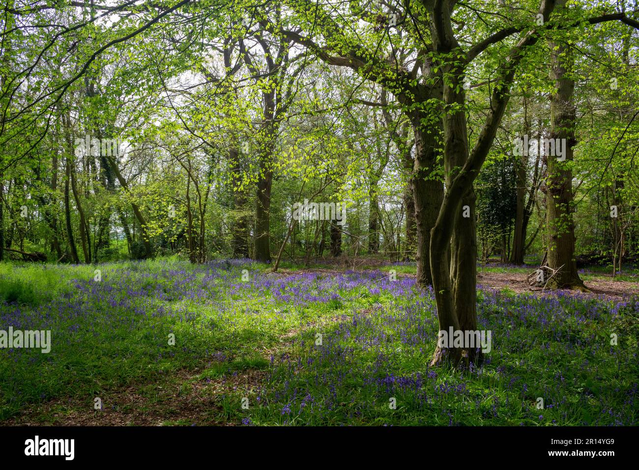 Woodland woods suffolk england hi-res stock photography and images - Alamy