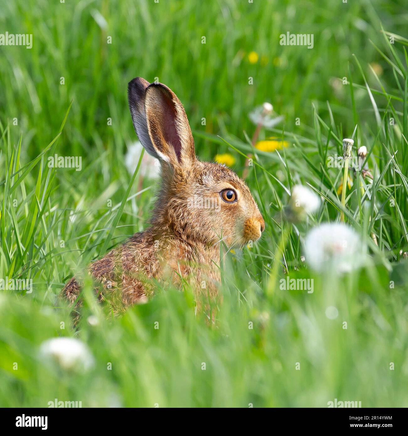 Hare lepus europaeus keeps an eye hi-res stock photography and images ...