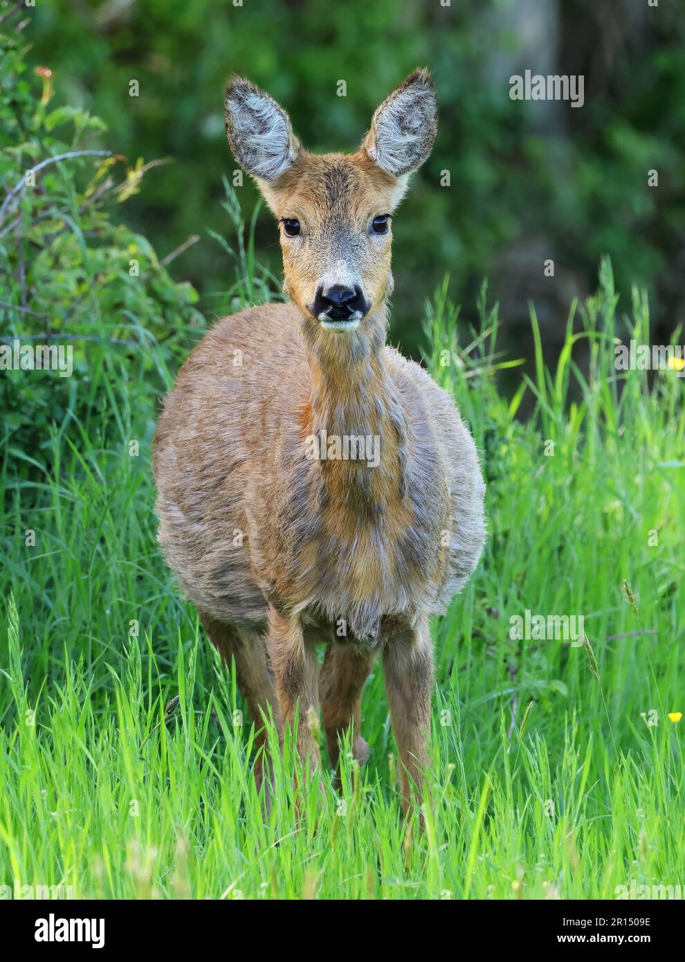 A Roe Deer doe (Capreolus capreolus) in the Cotswold Hills ...