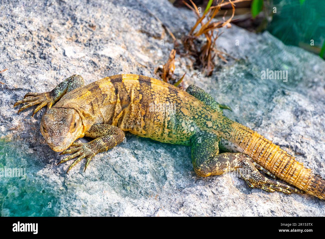 Huge Iguana gecko animal on rocks at the natural tropical jungle and ...