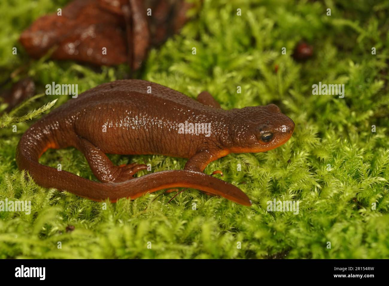 Rough skinned newt hi-res stock photography and images - Alamy