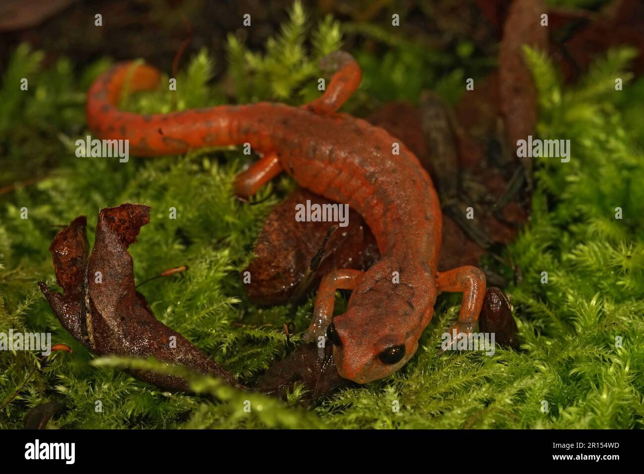 Closeup on the head of a high red colored Ensatina eschscholtzii ...