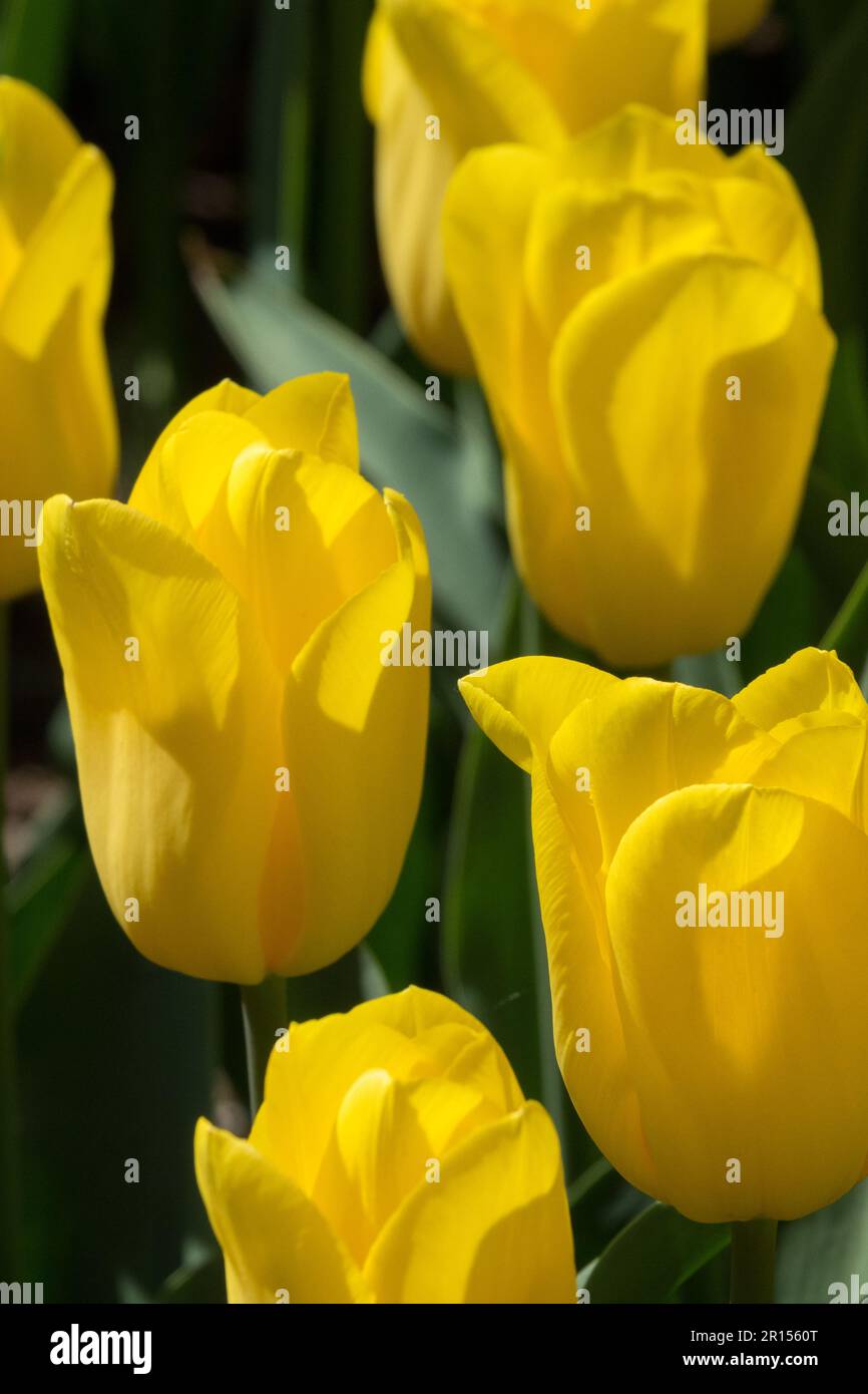 Strong colors in nature hi-res stock photography and images - Alamy