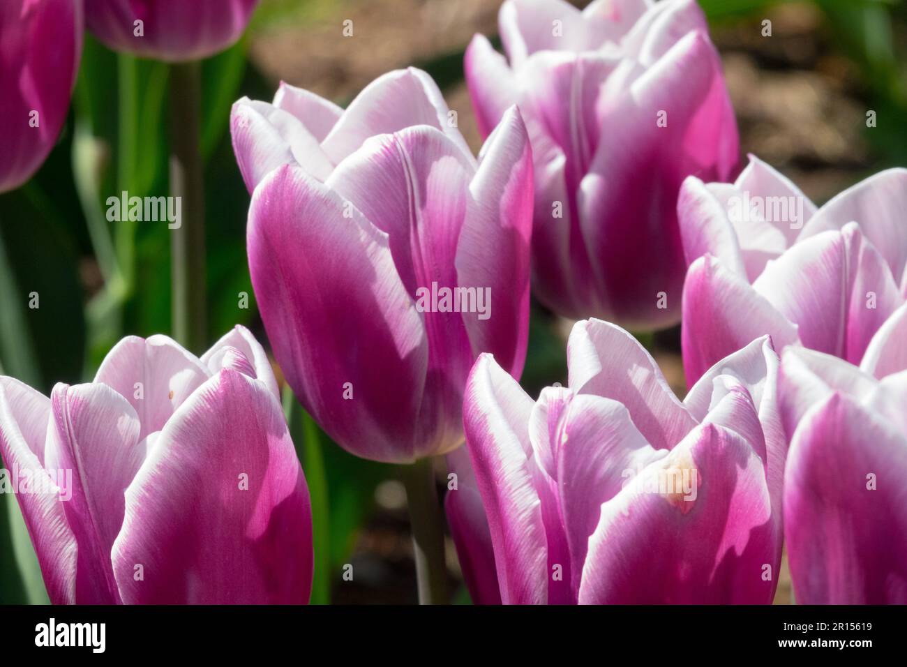 Pink, Triumph, Tulips, Flowers, Pink White Stock Photo - Alamy