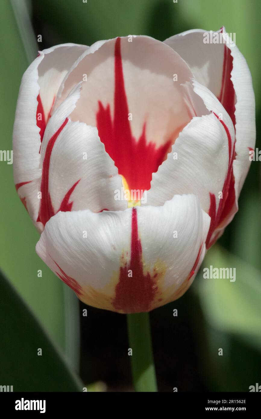 Cup-shaped Tulip, Flower, Tulipa "Happy Generation Stock Photo - Alamy