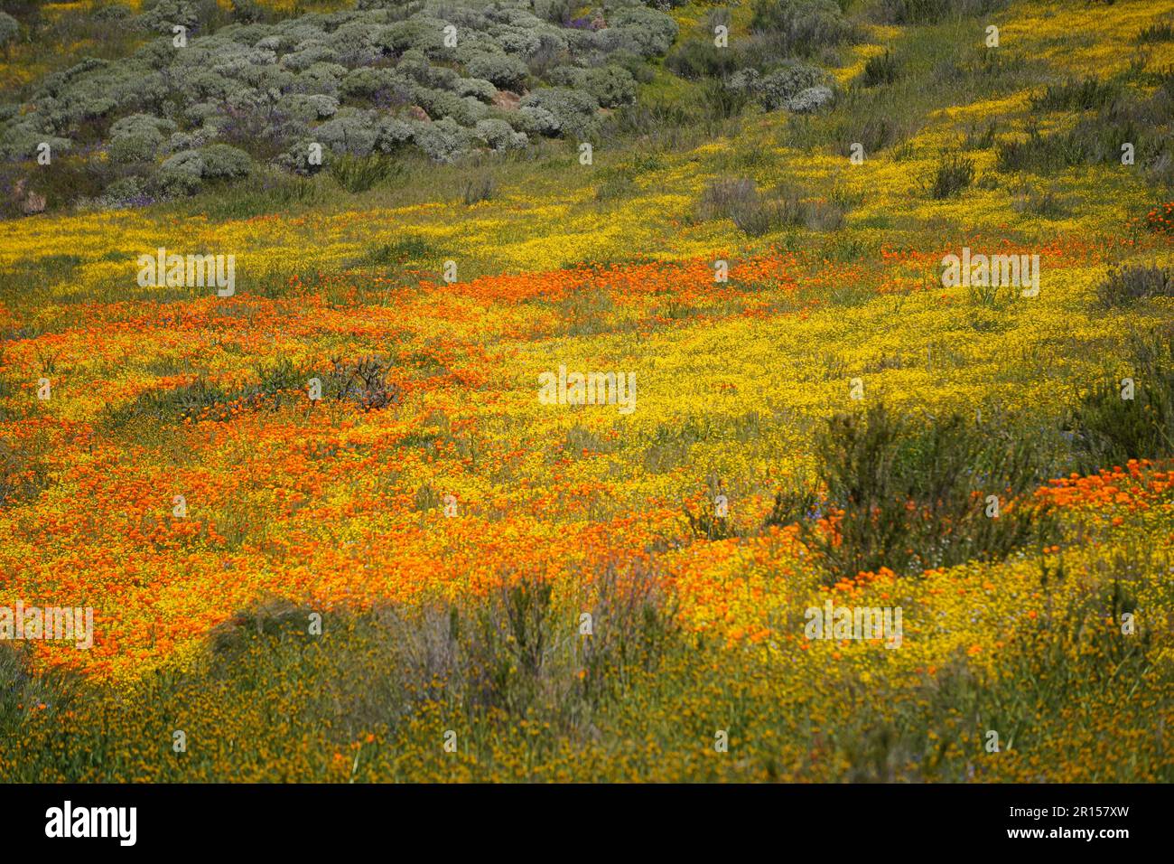 Super bloom wildflowers in Diamond Valley Lake, South California in ...