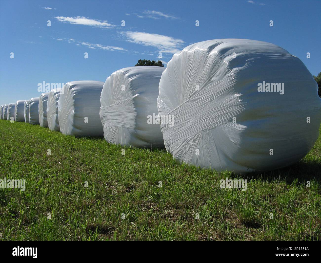 Sheaves of hay wrapped in foil in the open countryside Stock Photo - Alamy