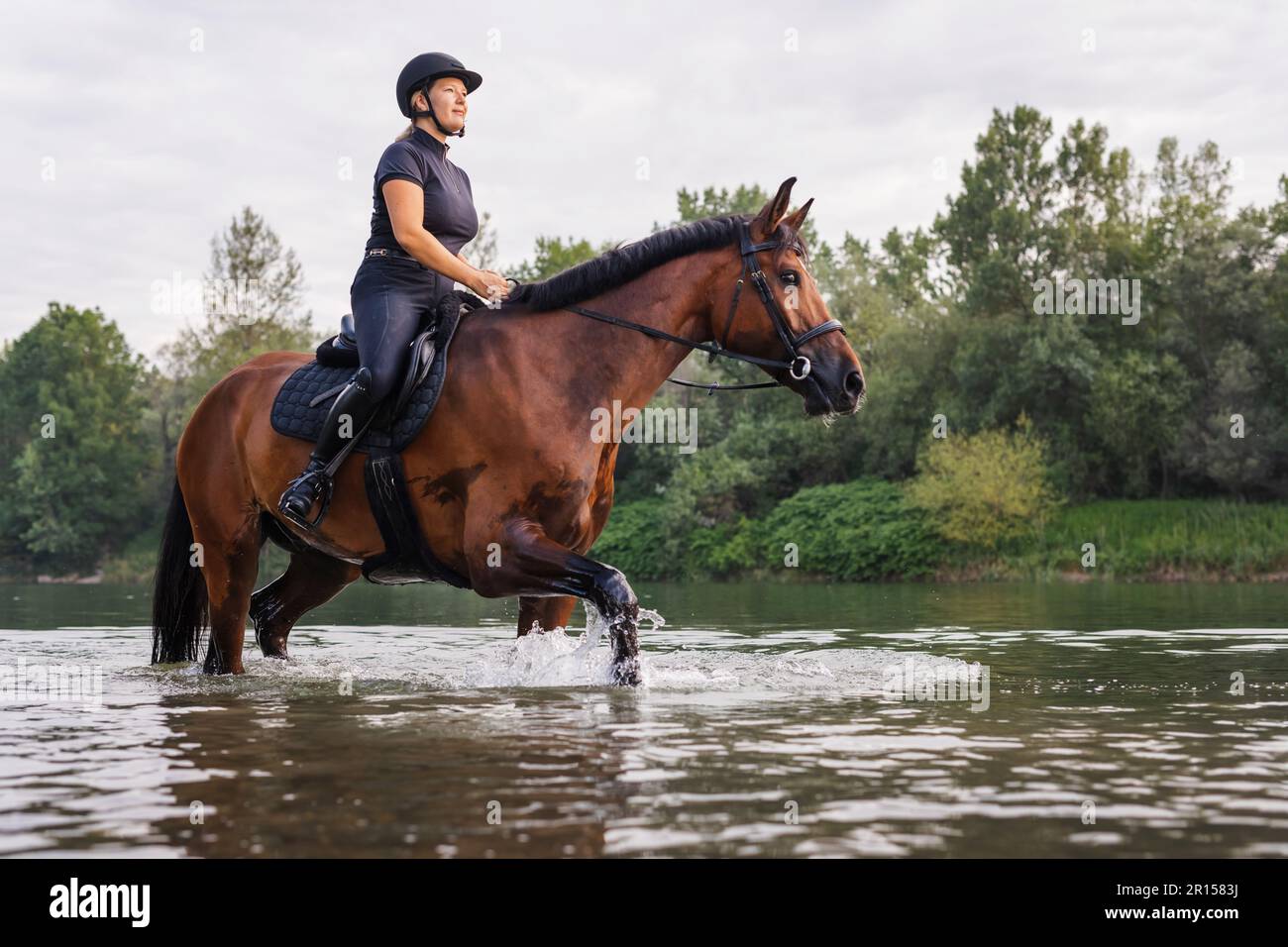 Female horseback rider in a black jockey outfit riding a chestnut horse ...