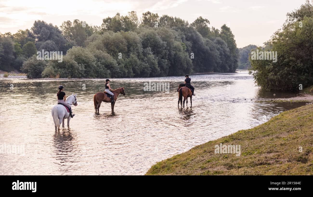 Three horses at the forest water hi-res stock photography and images ...