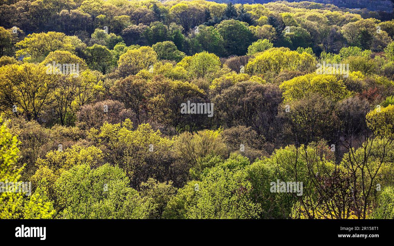 Beautiful forest landscape in springtime hi-res stock photography and ...
