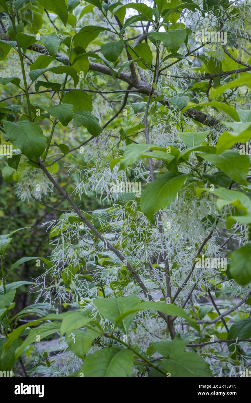 Flowers of Chionanthus virginicus (white fringetree) near the Great ...