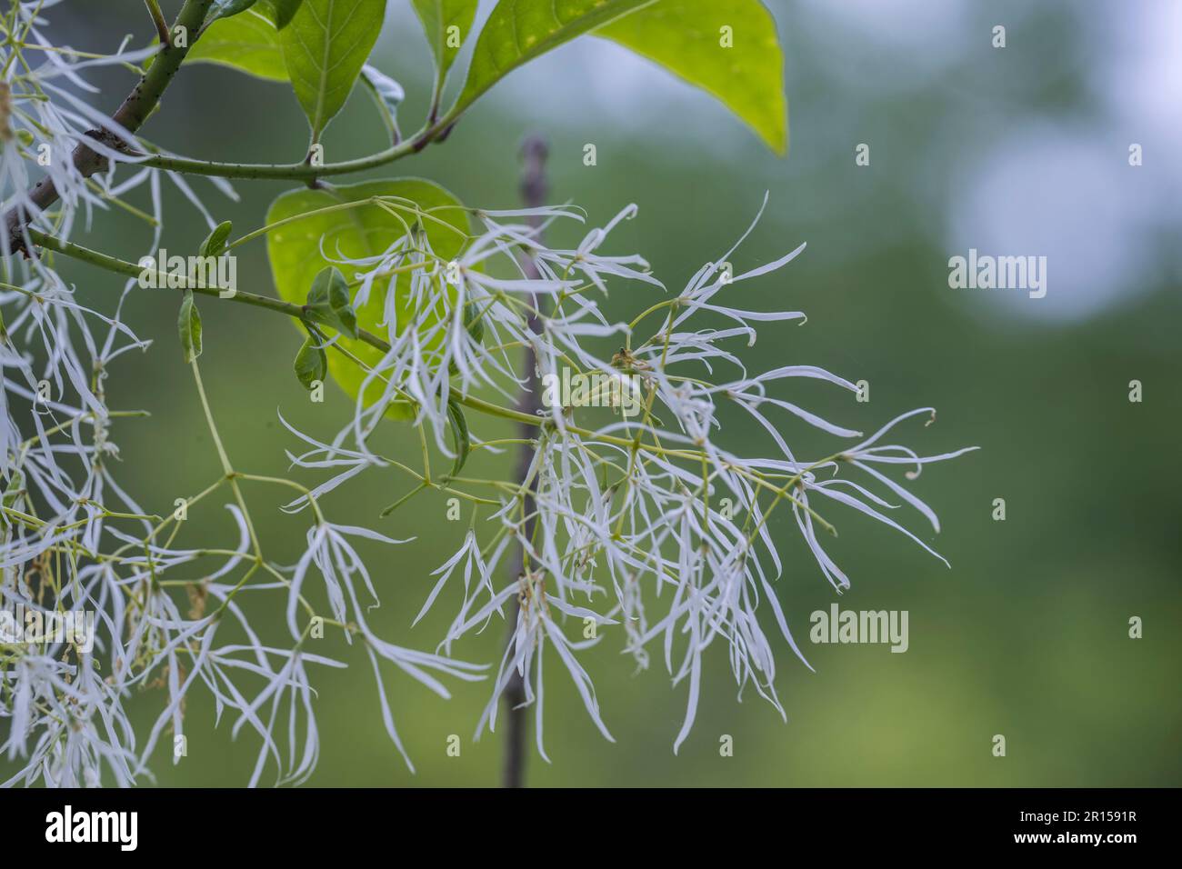 Flowers of Chionanthus virginicus (white fringetree) near the Great ...