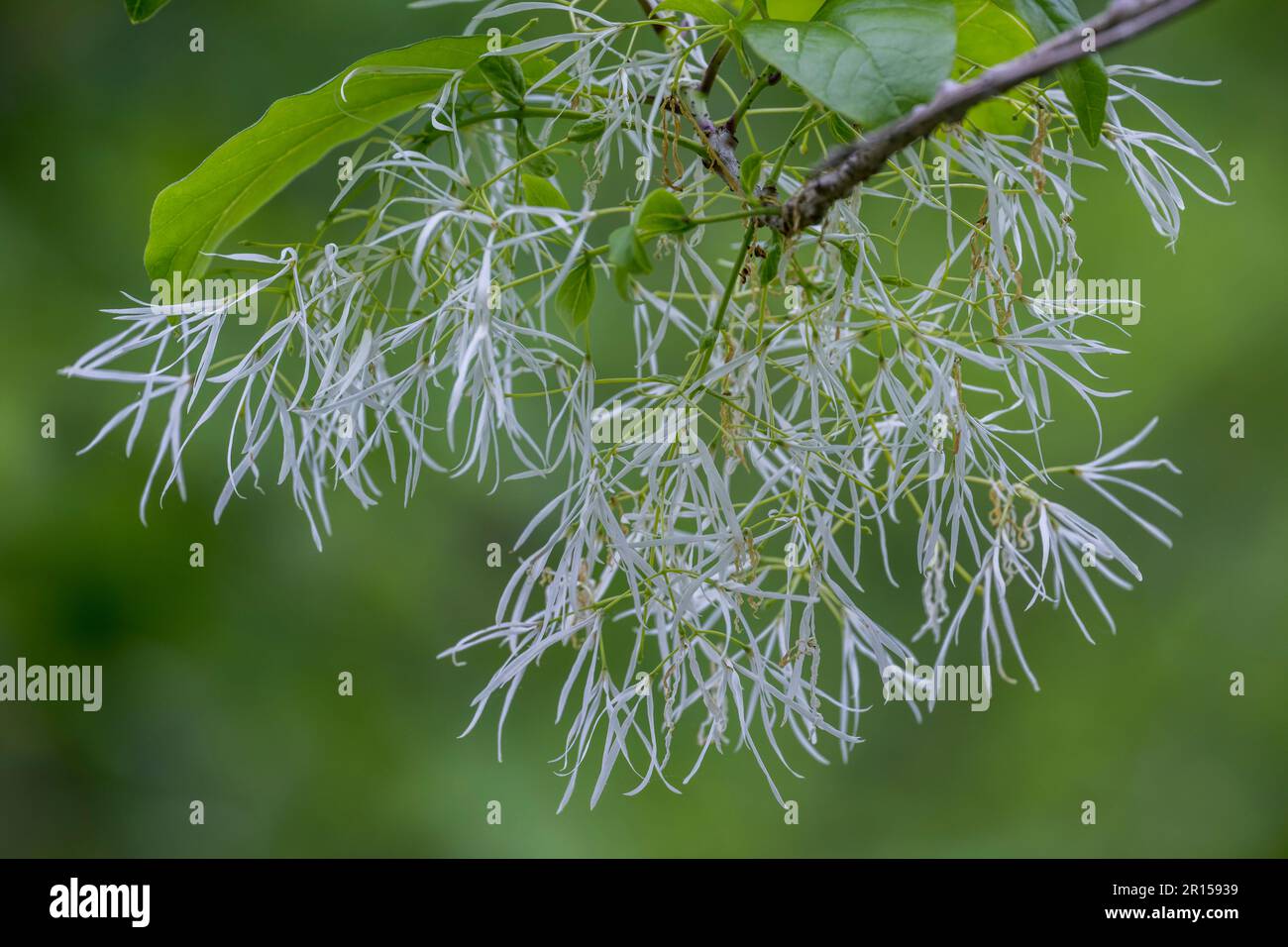 Flowers of Chionanthus virginicus (white fringetree) near the Great ...