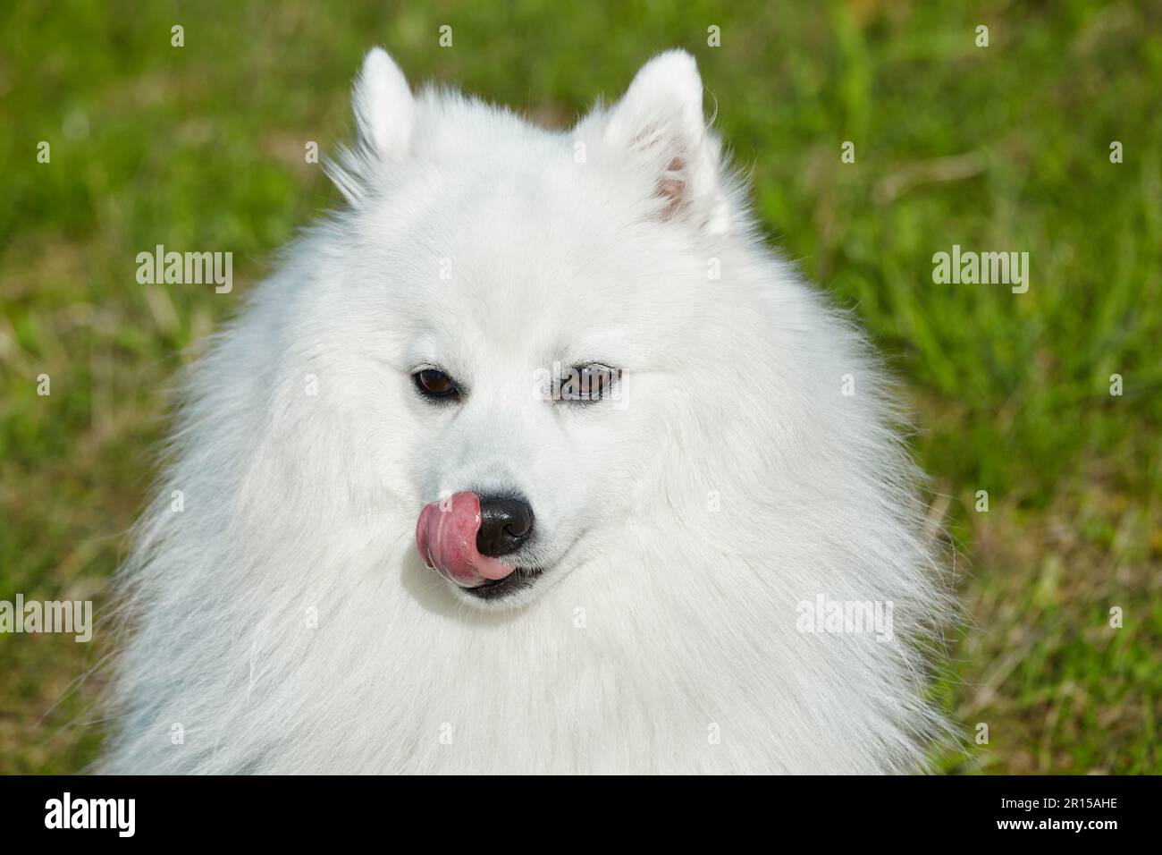 purebred white japanese spitz licks his tongue. portrait young playful ...