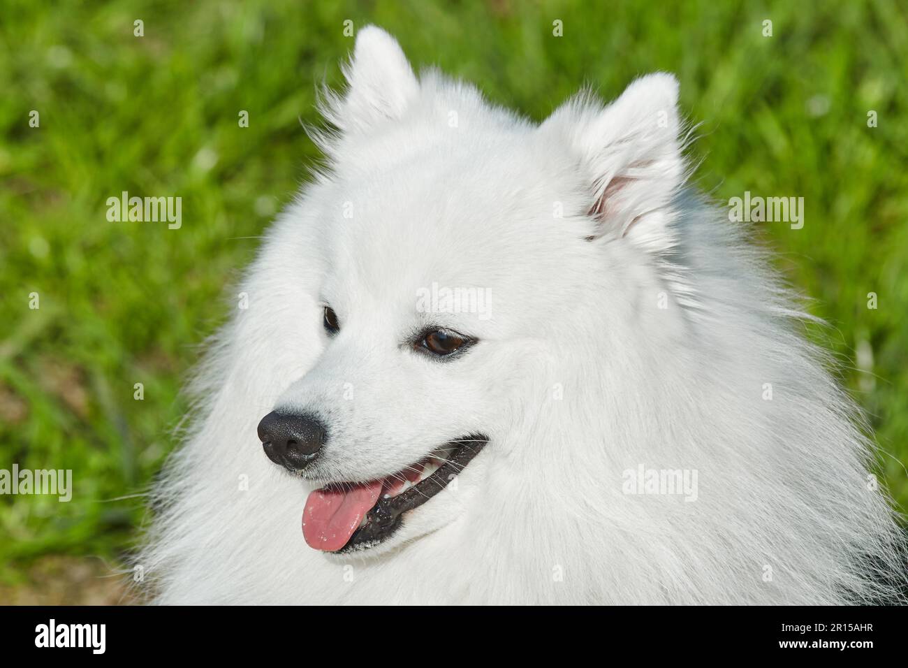 purebred white japanese spitz in spring against a background of grass ...