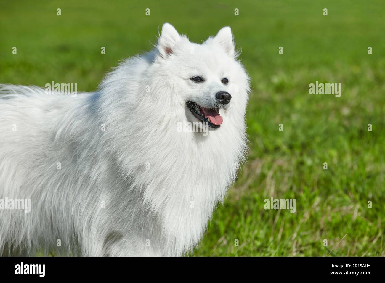 purebred white japanese spitz in spring against a background of grass ...