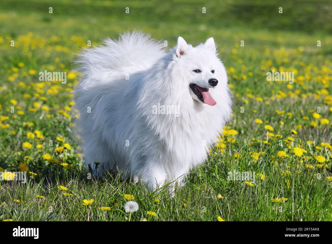 purebred white japanese spitz in spring against a background of grass ...