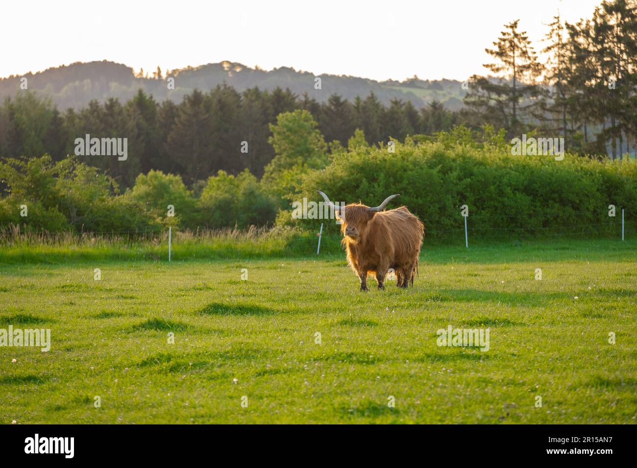 Scottish Red hairy bull chews grass. Highland breed. Farming and cow ...