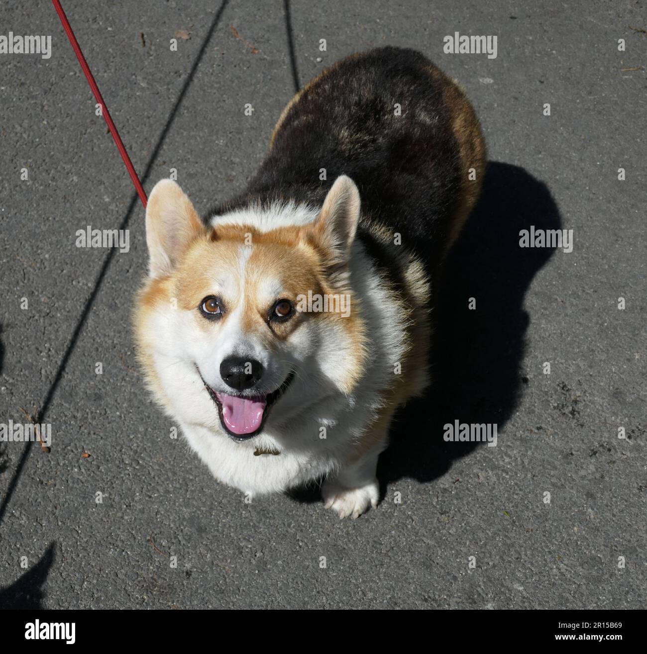 Los Angeles, California, USA 8th May 2023 Corgi on Bristol Avenue on ...