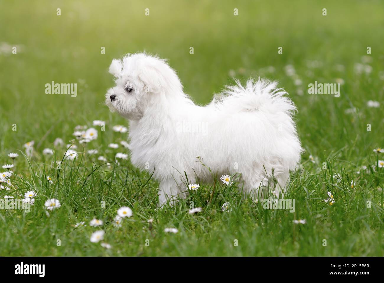 Little white puppy of maltese breed dog walking on grass Stock Photo ...