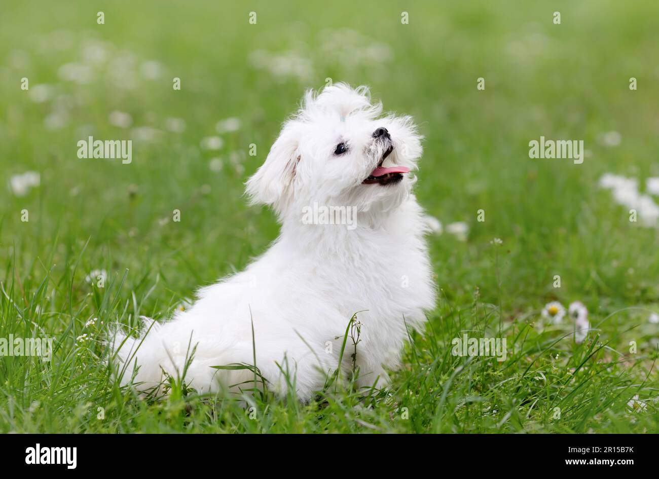 Cute maltese puppy dog cute maltese puppy adorable beautiful adorable ...