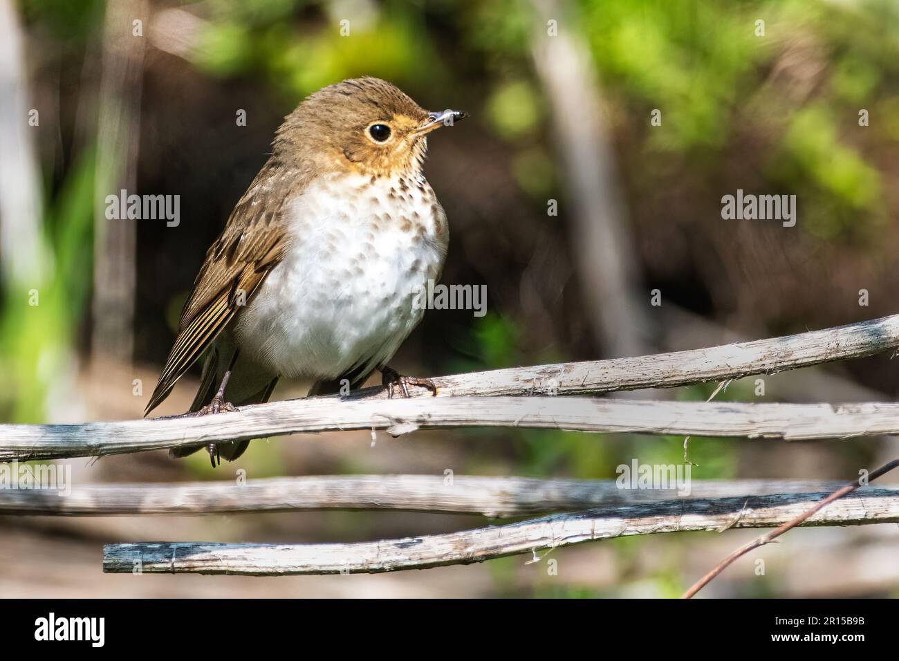 Songbirds migration hi-res stock photography and images - Alamy