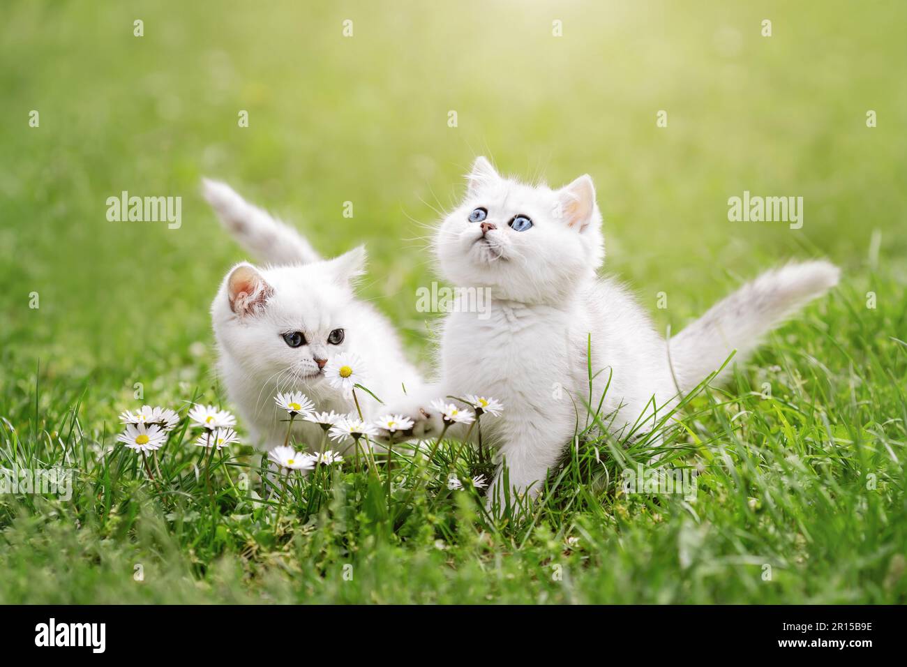 Two cute white kittens playing on the green grass Stock Photo - Alamy