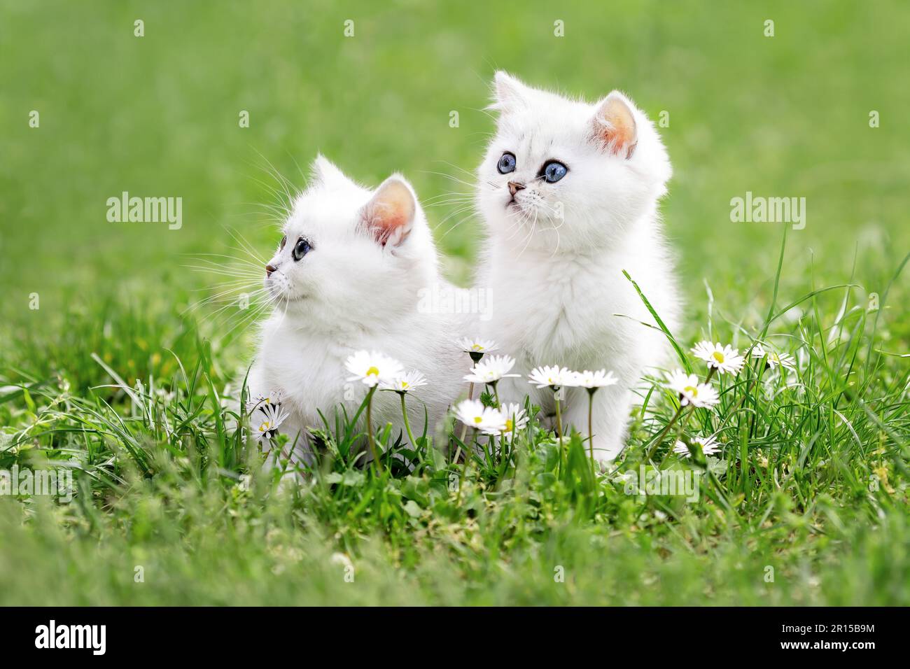 Two cute white kittens sitting on the lawn Stock Photo - Alamy
