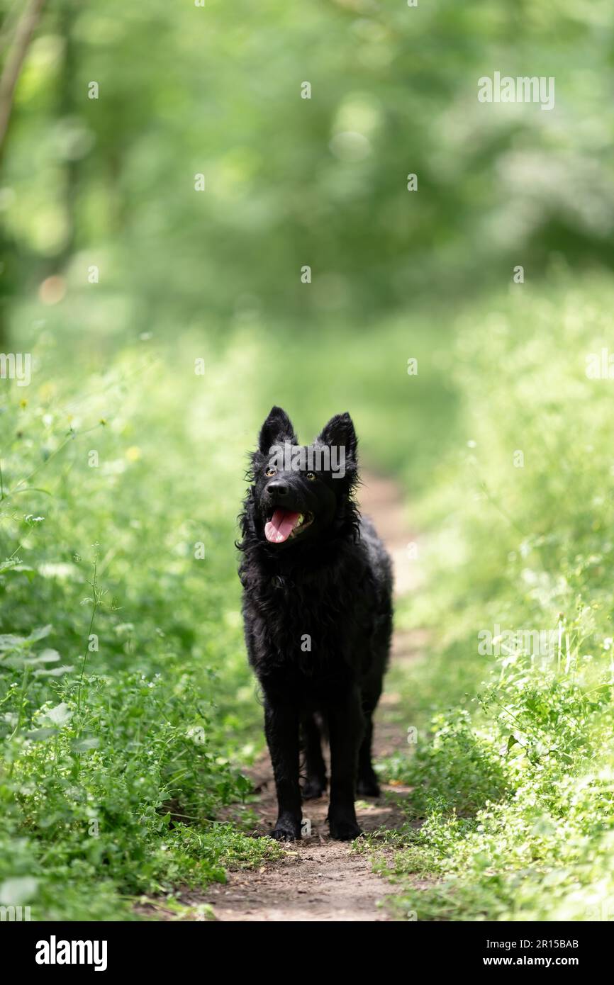 Black mudi dog at nature Stock Photo - Alamy