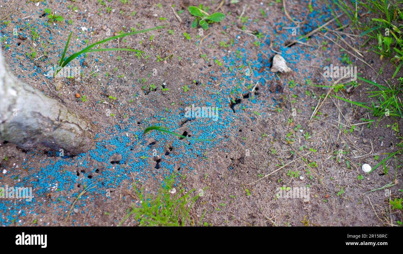 A nest of garden ants on the ground near the trunk of an apple tree ...