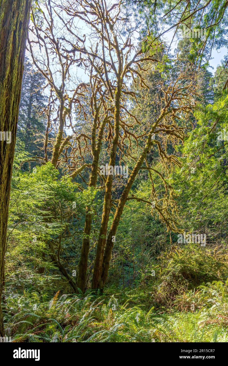 Redwood national park people hi-res stock photography and images - Alamy